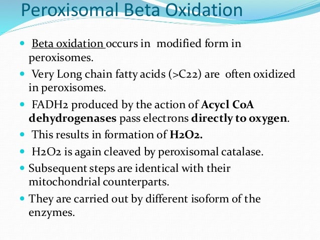Beta Oxidation Peroxisome