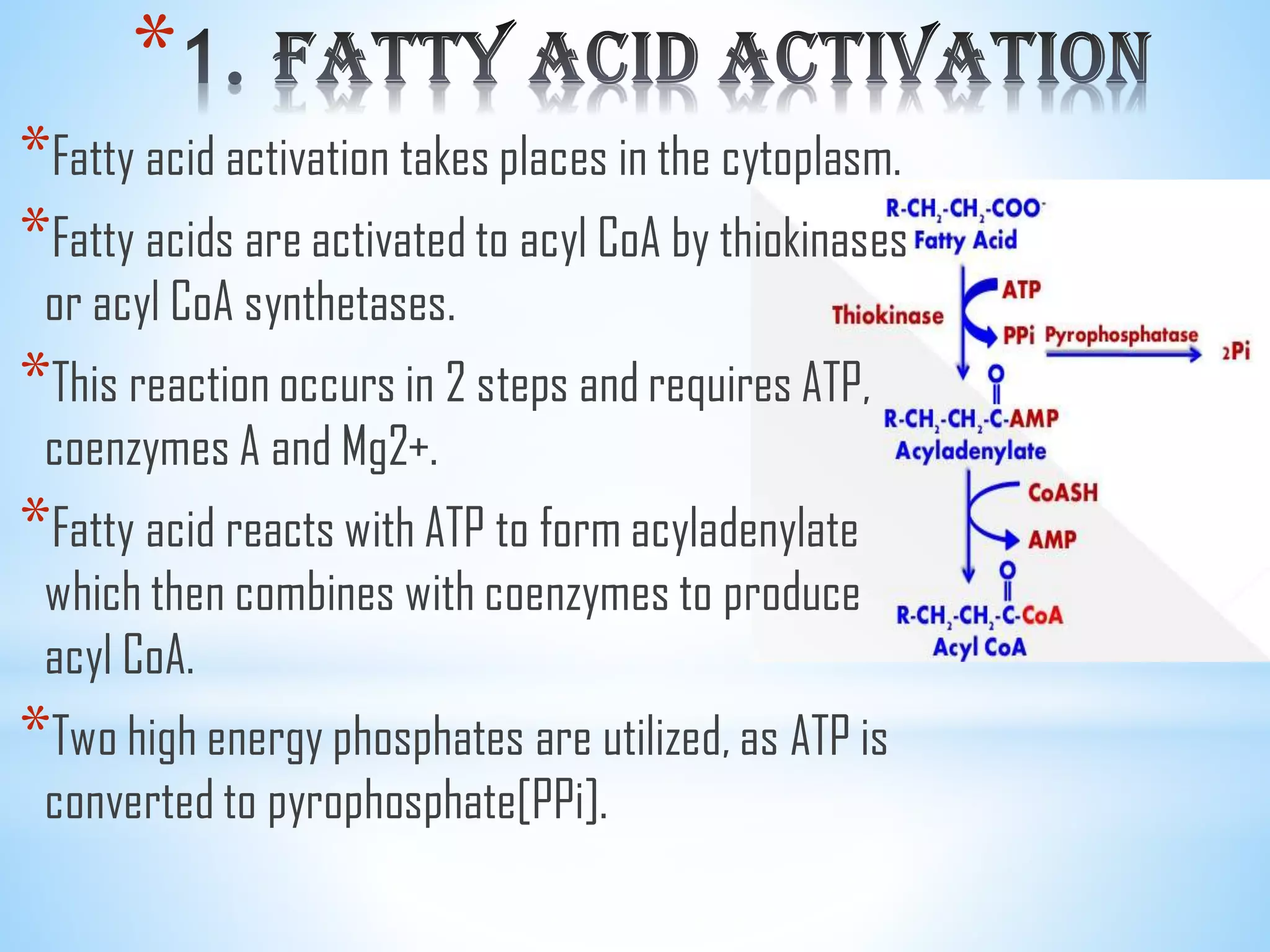 Beta oxidation of fatty acids | PDF
