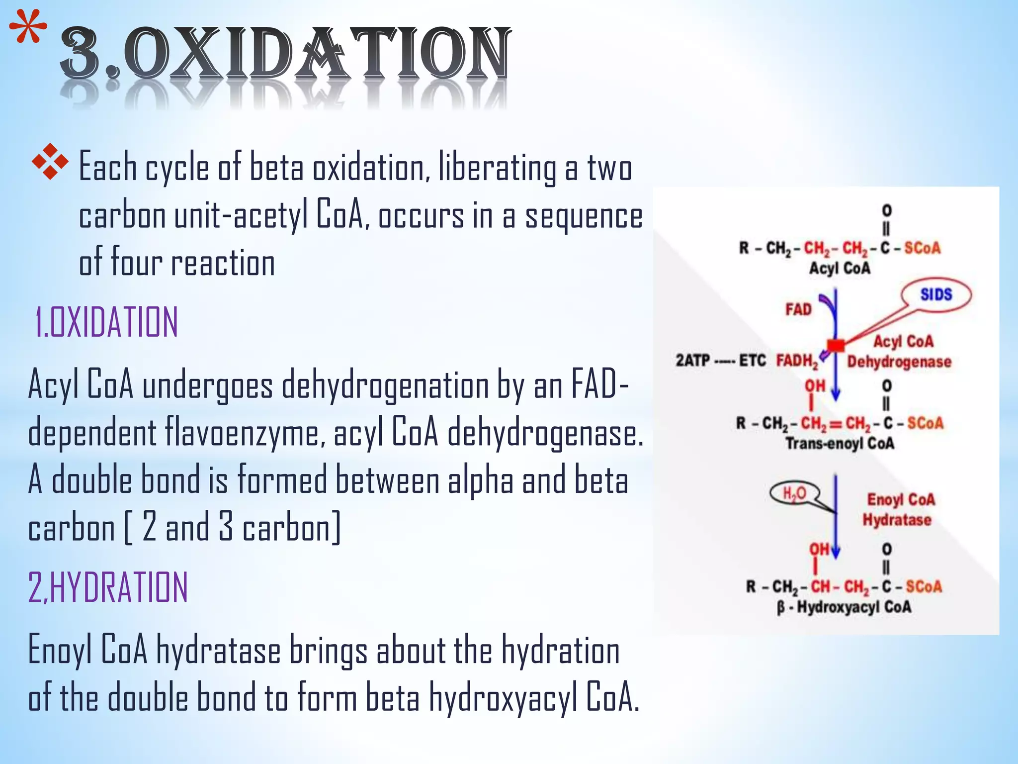 Beta oxidation of fatty acids | PPT