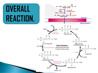 Beta oxidation of fatty acids | PPT