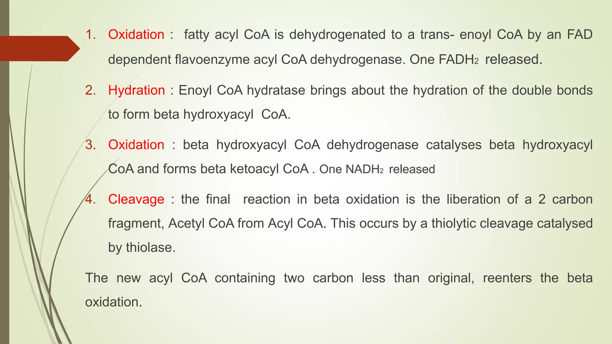 Beta oxidation of fatty acids | PPTX
