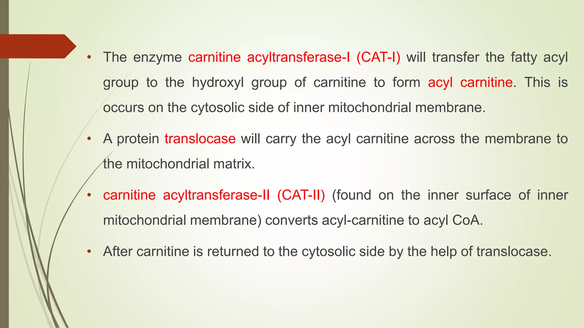 Beta oxidation of fatty acids | PPTX