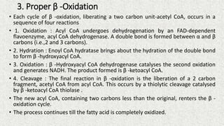 Beta Oxidation of Fatty Acids.pptx