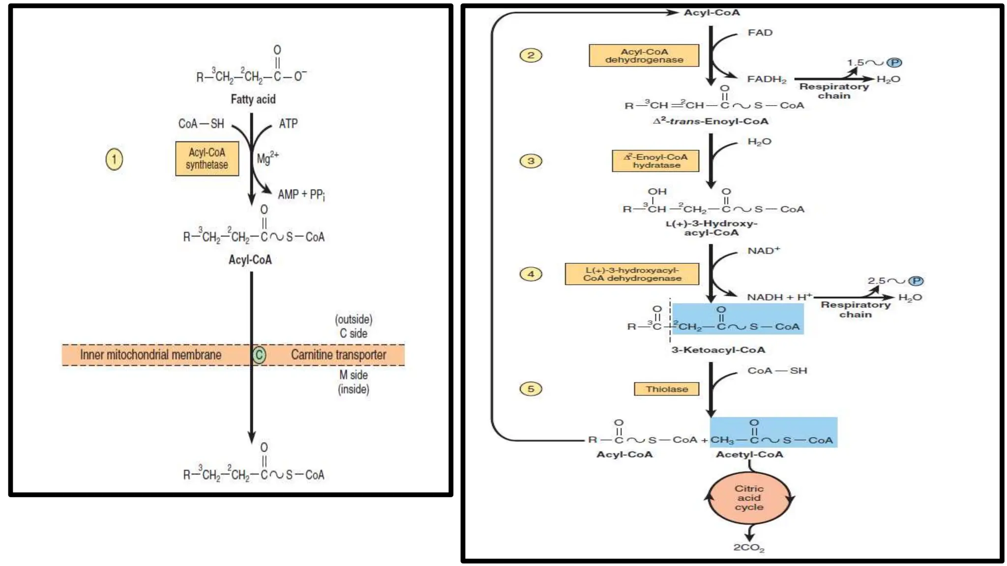 BETA OXIDATION OF FATTY ACIDS,Fatty acid oxidation —stages and tissues ...