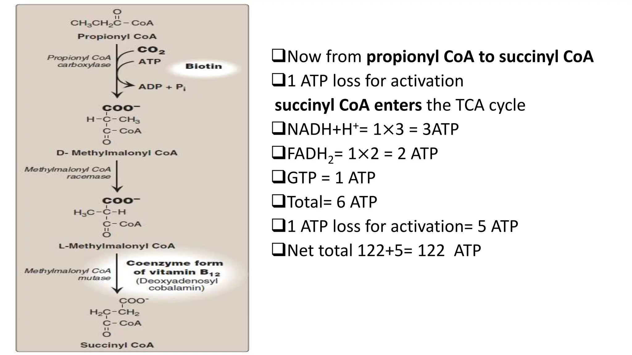 BETA OXIDATION OF FATTY ACIDS,Fatty acid oxidation —stages and tissues.pptx