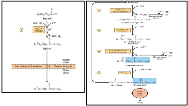 BETA OXIDATION OF FATTY ACIDS,Fatty acid oxidation —stages and tissues ...