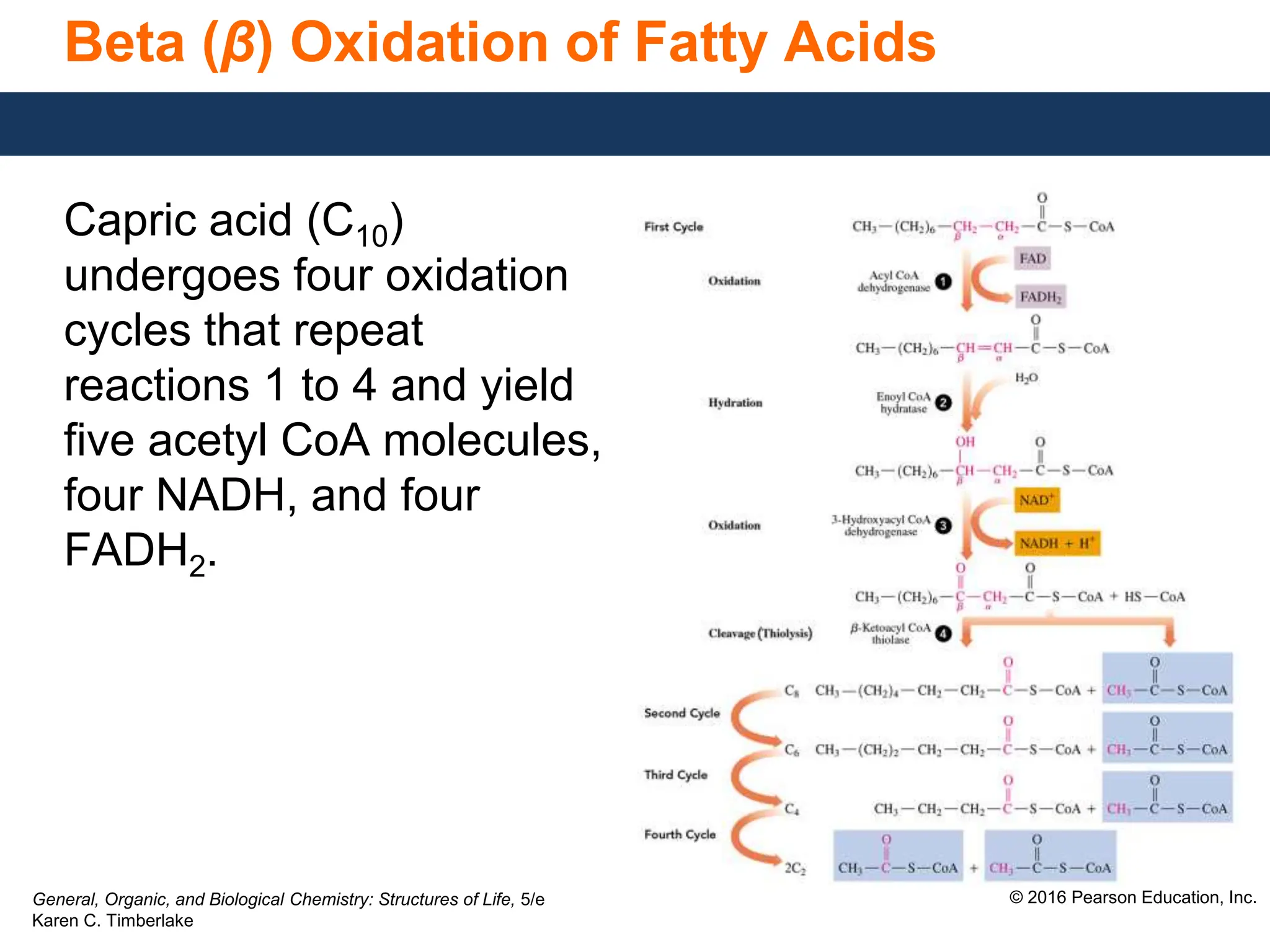 Beta Oxidation of fatty acids.pdfcwgwwgweegeve | PPT