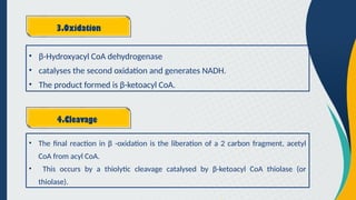 Overview about Beta Oxidation of Fatty Acids.pptx