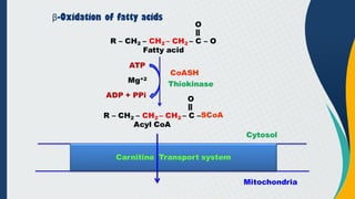 Overview about Beta Oxidation of Fatty Acids.pptx