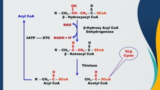 Overview about Beta Oxidation of Fatty Acids.pptx