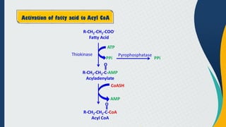 Overview about Beta Oxidation of Fatty Acids.pptx