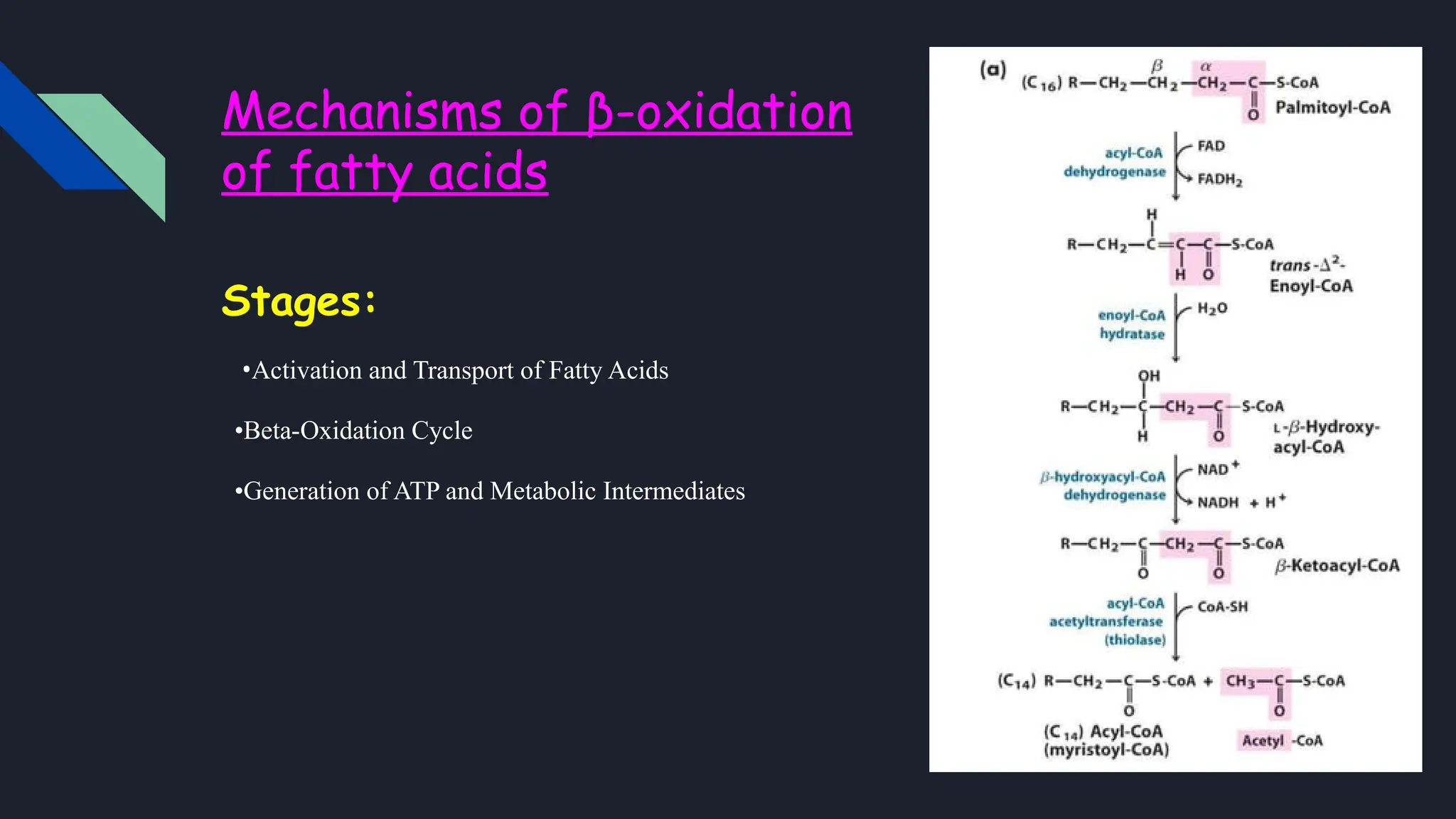 BETA( β) OXIDATION OF FATTY ACIDS.pptx
