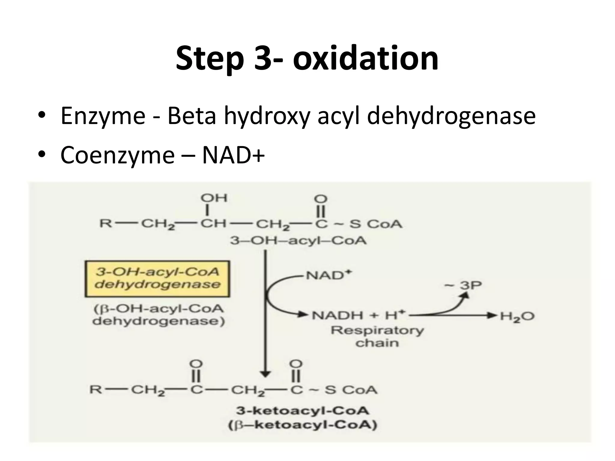 Beta oxidation of fatty acids | PPT