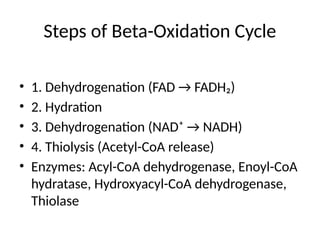 Beta_Oxidation_Presentation tca cycle kraabe cycle | PPT