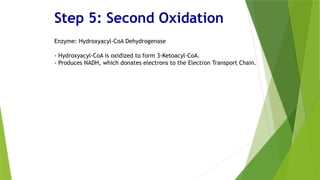 Beta_Oxidation_Process_With_Images_Complete_Presentation_For ...