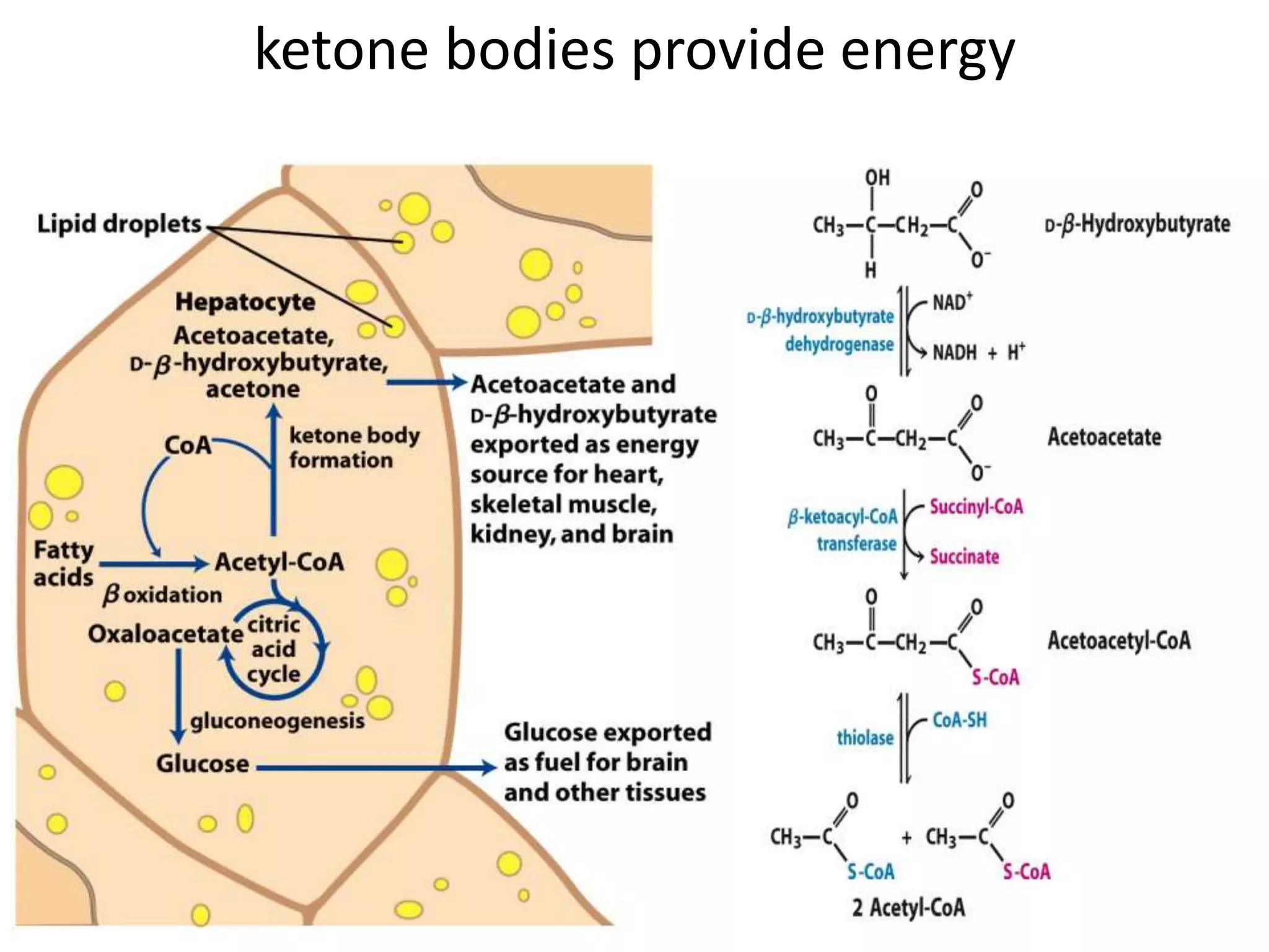 Beta oxidation & protein catabolism | PPTX
