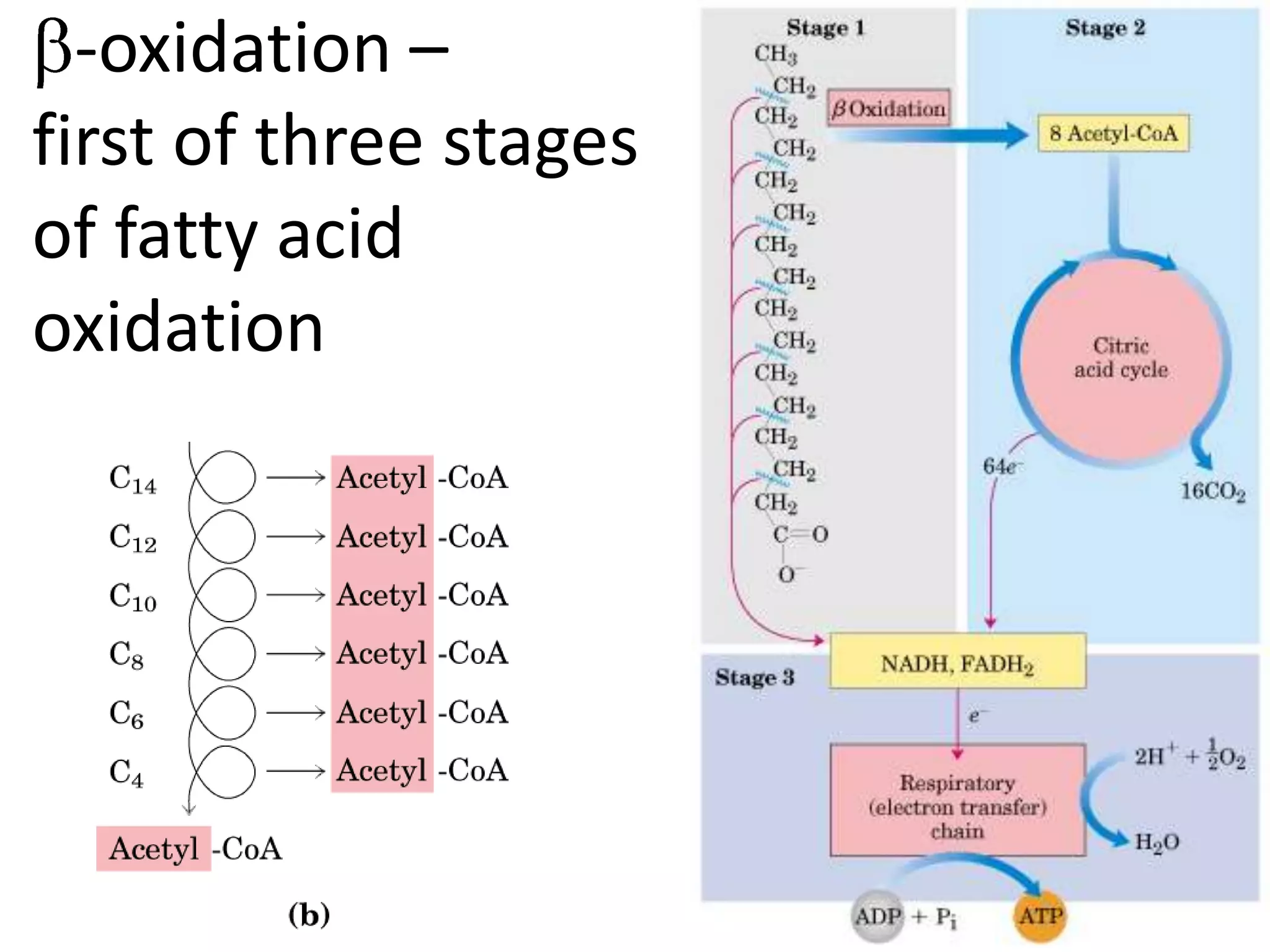 Beta oxidation & protein catabolism | PPTX