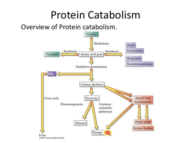 Beta oxidation & protein catabolism