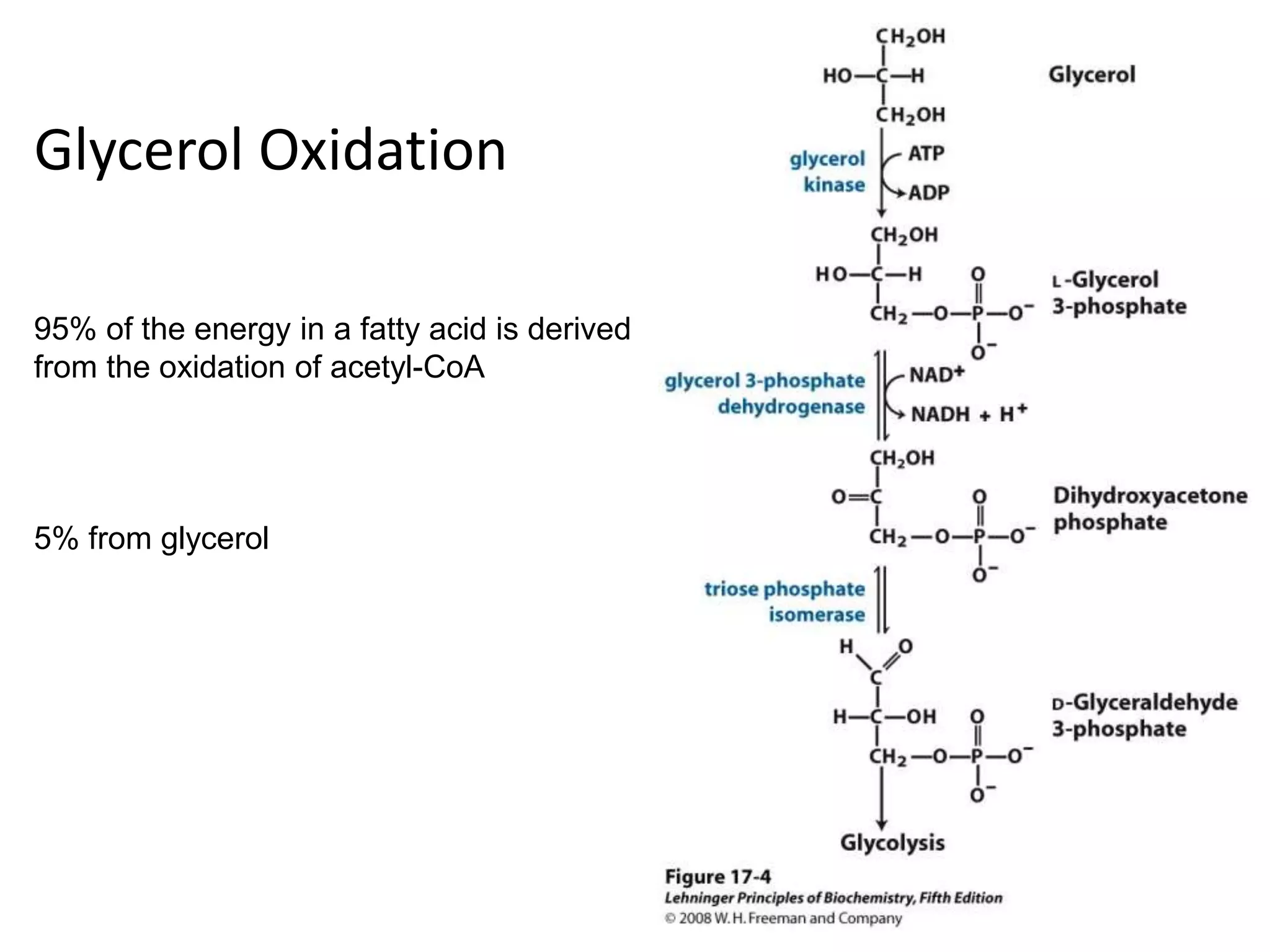 Beta oxidation & protein catabolism | PPTX