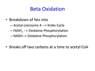 Beta oxidation & protein catabolism | PPTX