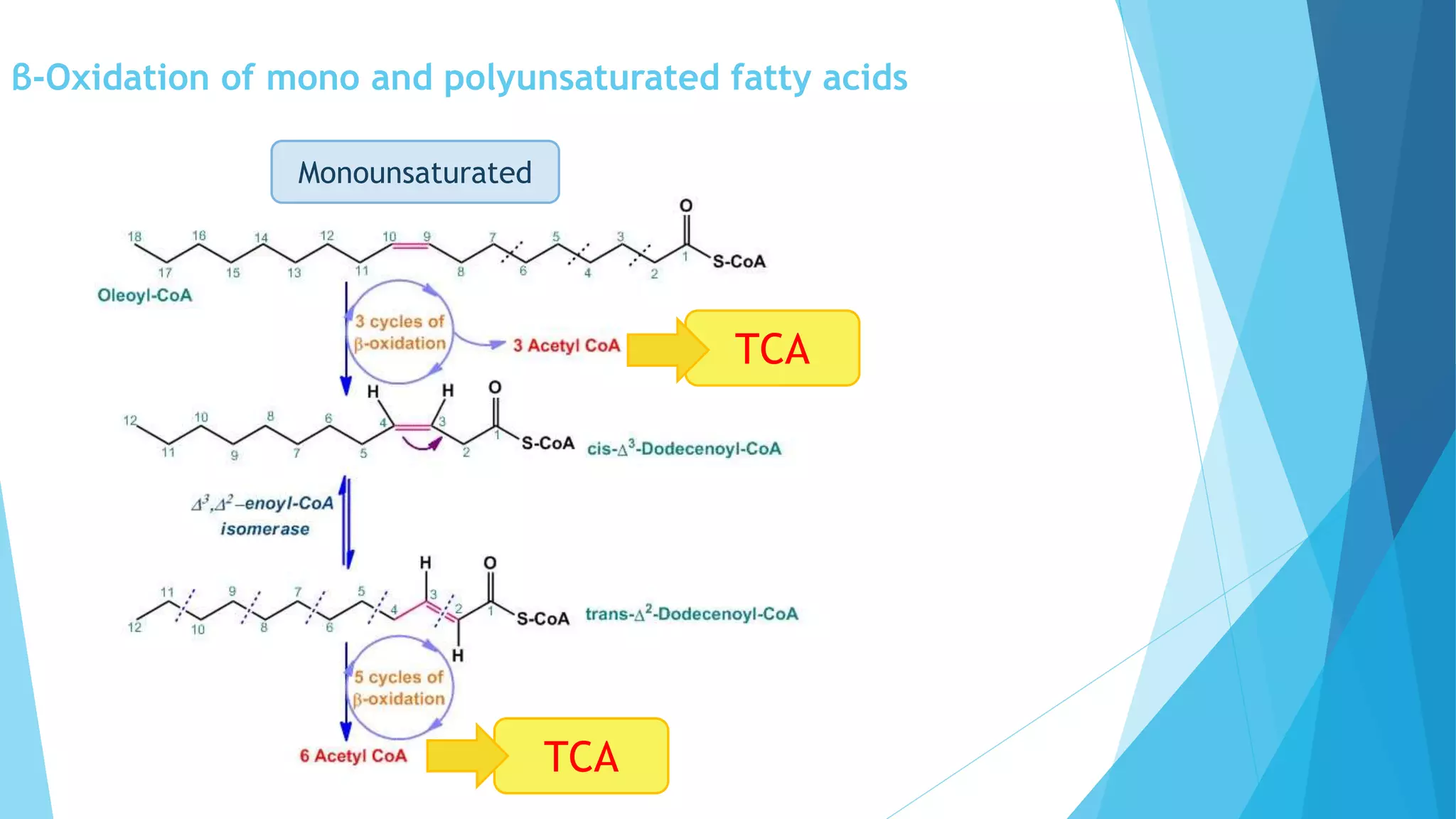 Beta oxidation relationships | PPTX | Endocrine and Metabolic Diseases ...