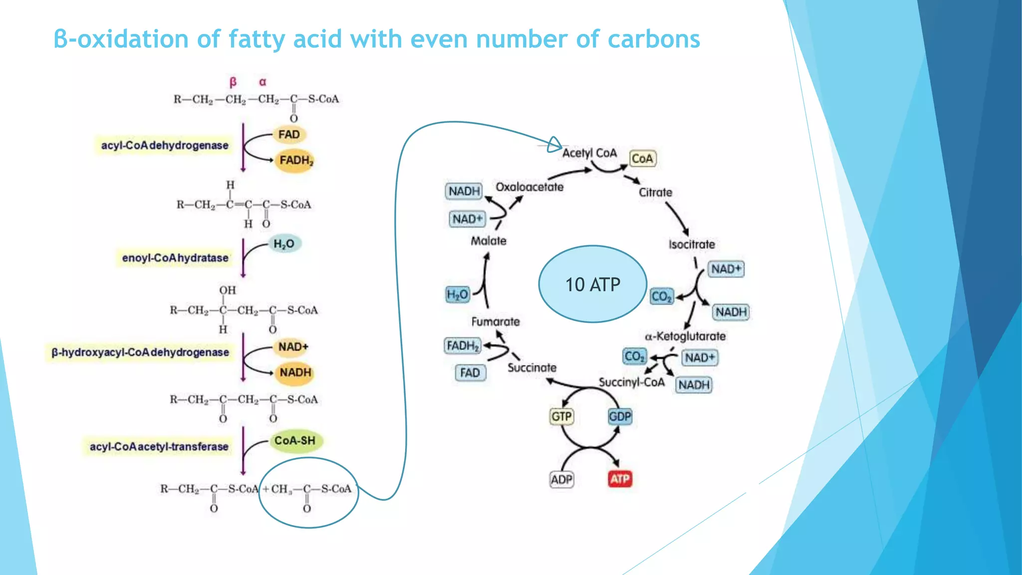 Beta oxidation relationships | PPTX | Endocrine and Metabolic Diseases ...