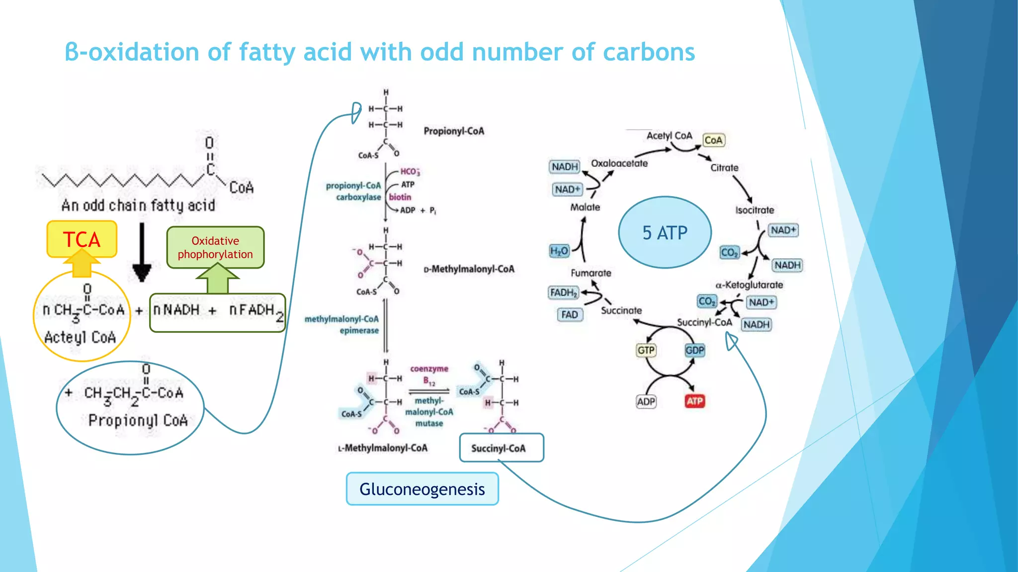 Beta oxidation relationships | PPTX