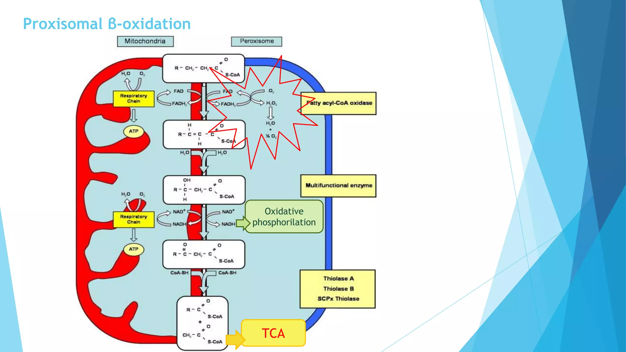 Beta oxidation relationships | PPTX | Endocrine and Metabolic Diseases ...