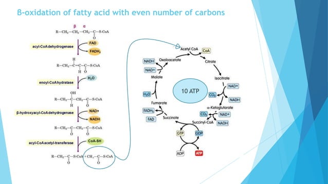 Beta oxidation relationships | PPT