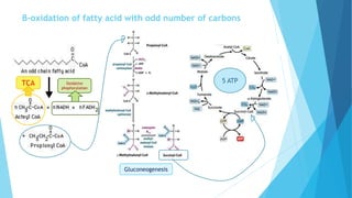 Beta oxidation relationships | PPTX | Endocrine and Metabolic Diseases ...