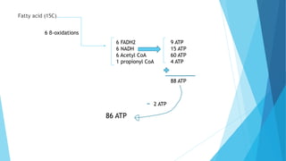 Beta oxidation relationships | PPTX | Endocrine and Metabolic Diseases ...