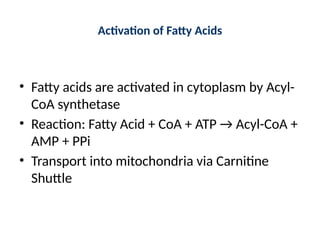 Beta_Oxidation_Visual_Enhanced_Presentation.pptx