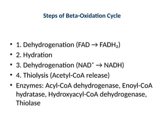 Beta_Oxidation_Visual_Enhanced_Presentation.pptx