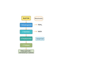 Beta_Oxidation_Visual_Enhanced_Presentation.pptx