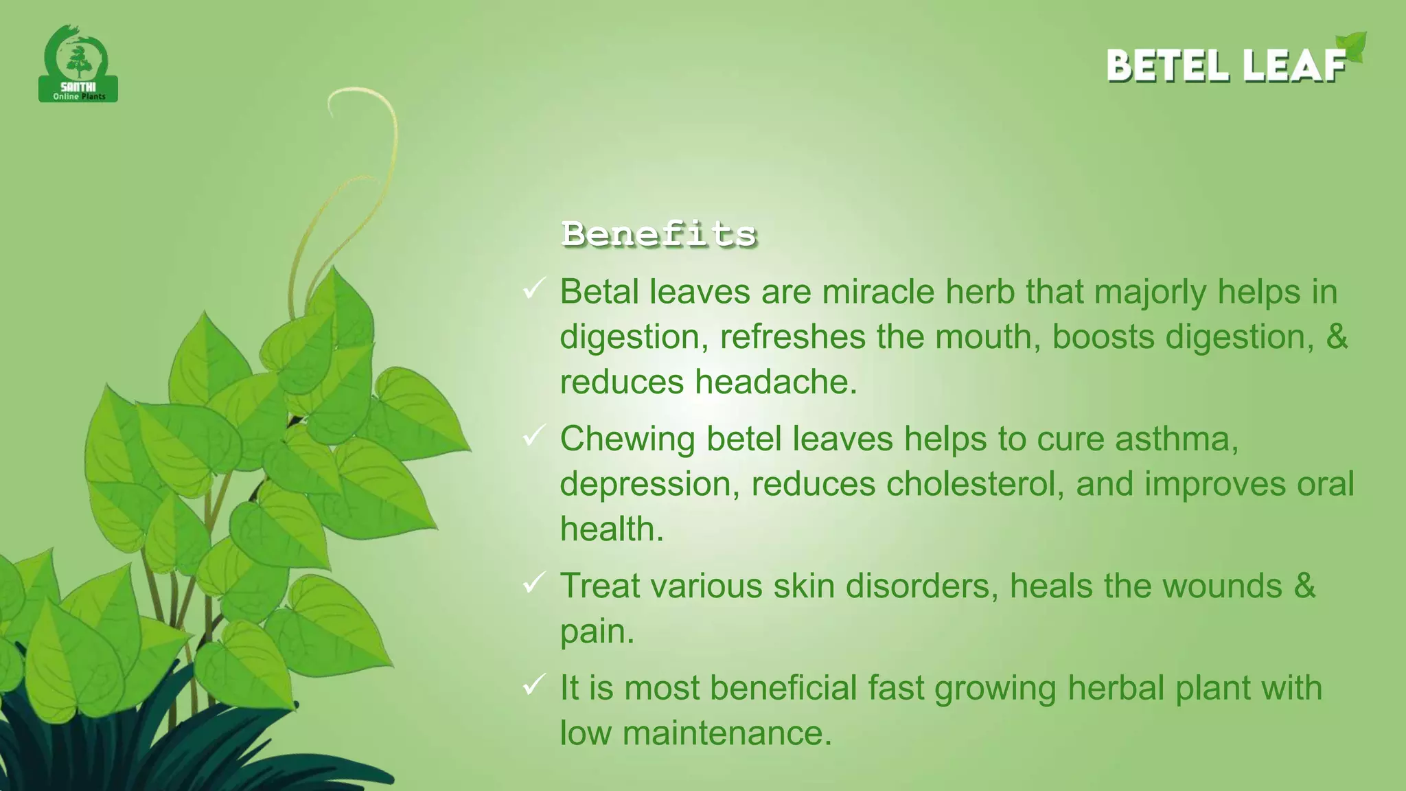 Betel Leaf.pptx | Free Download