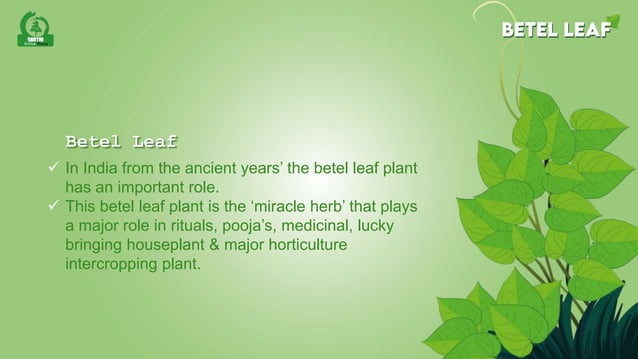 Betel Leaf.pptx