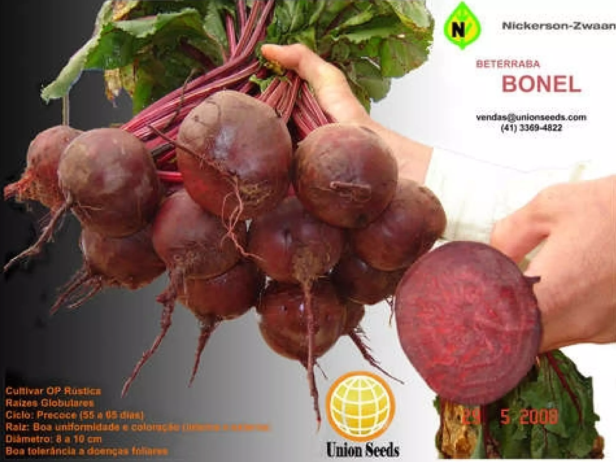 Beterraba Bonel | PPT