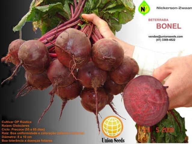 Beterraba Bonel | PPT