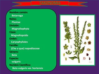farmacognosia definición de la betarraga. | PPTX