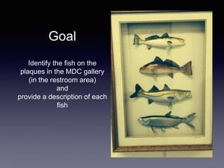 Fish Model Identification | PPTX