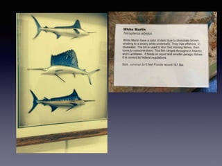 Fish Model Identification | PPTX