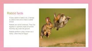 Beths-rabbit-presentation this is very g | PPT