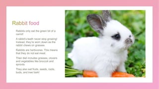 Beths-rabbit-presentation this is very g | PPT