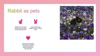 Beths-rabbit-presentation this is very g | PPT