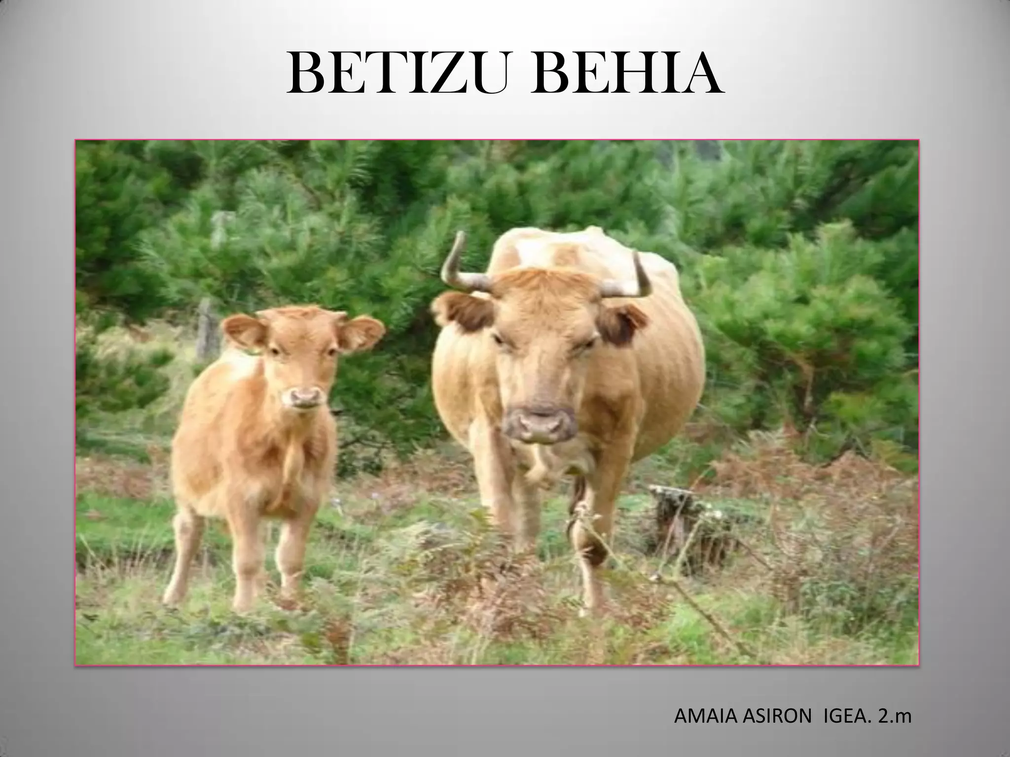 Betizu behia, Amaia A | PDF