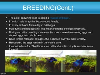 Betta or fighter fish ppt | PPT