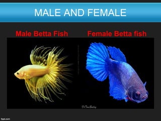 Difference Between Male And Female Fighter Fish