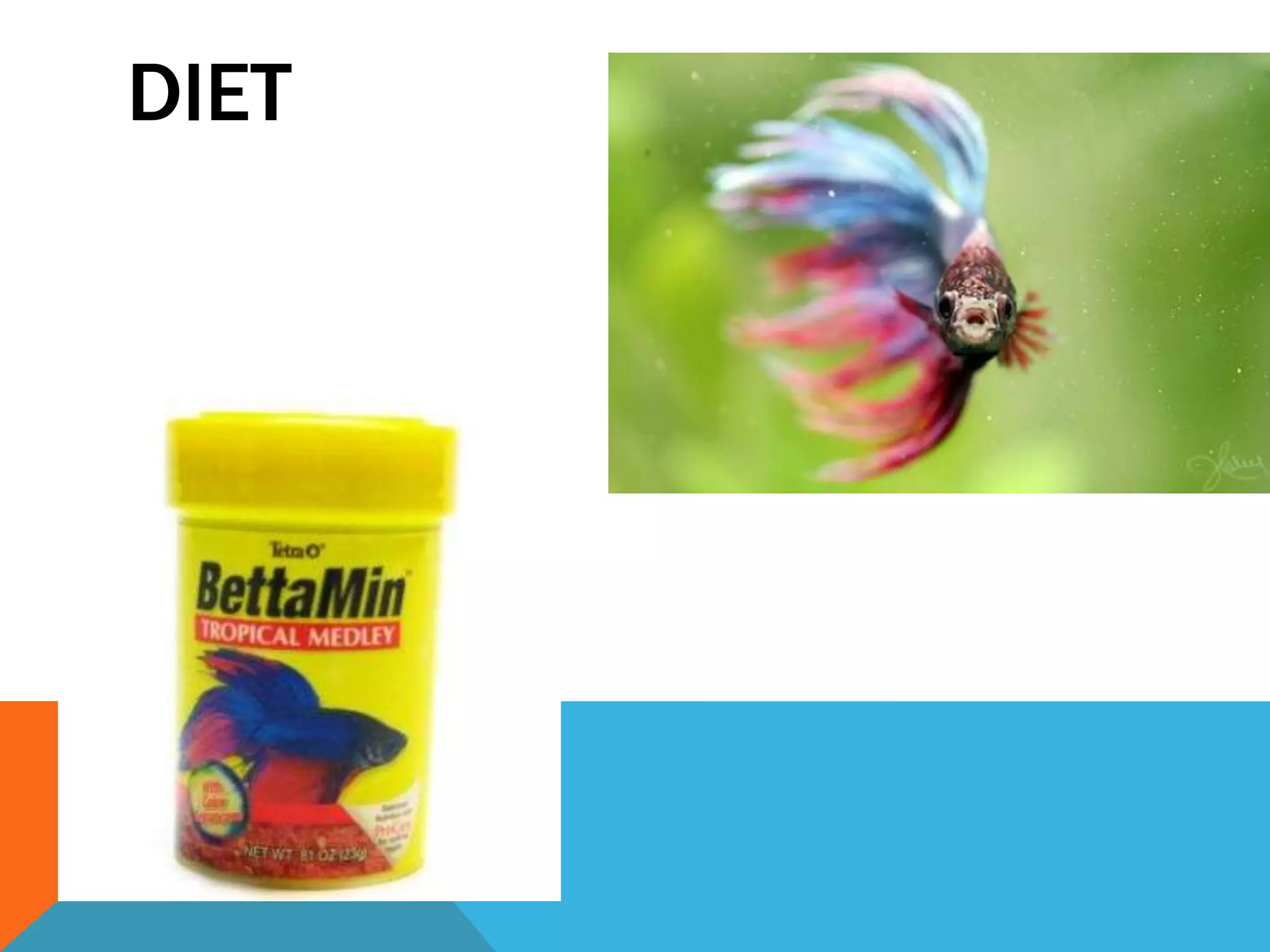 Betta fish | PPTX