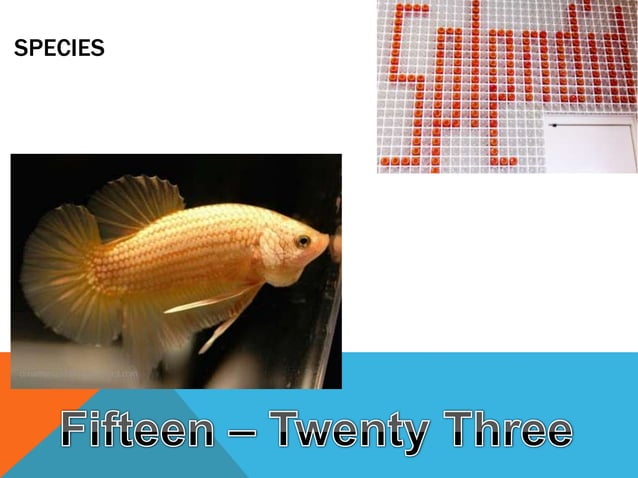 Betta fish | PPTX
