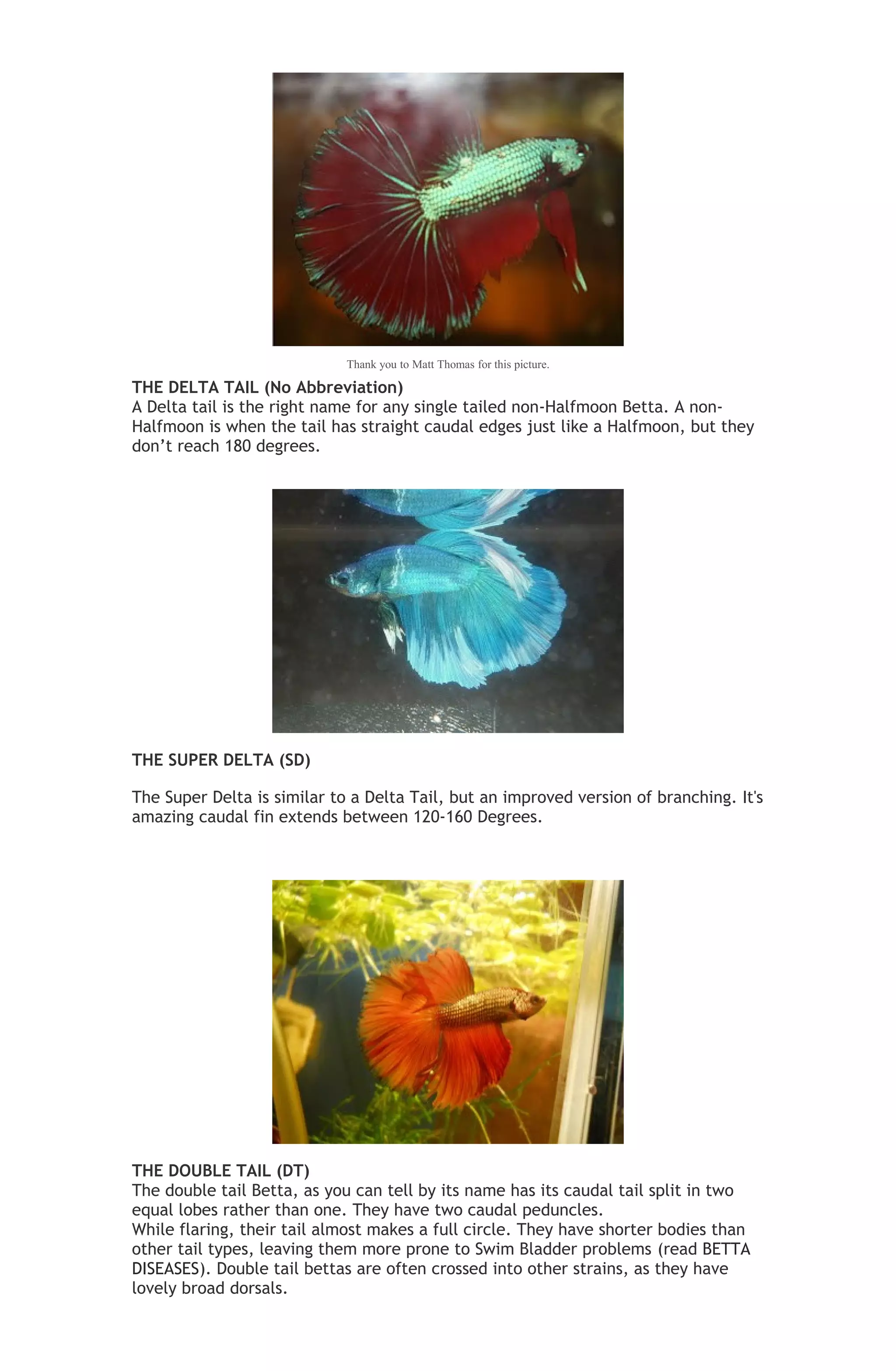 Betta tail types and patterns | DOC